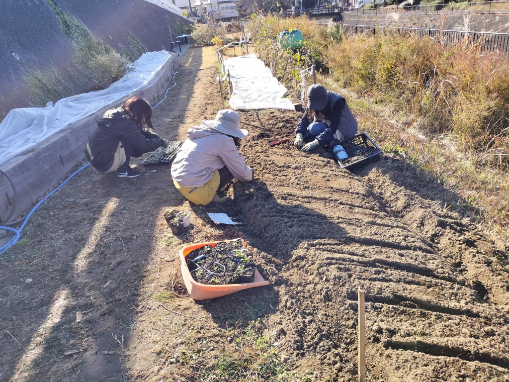 【HRG】12/17（水）第2回ネモフィラ花苗植込み – ぐるっと緑道