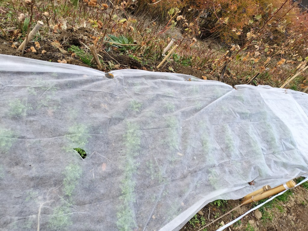 【HRG】12/17（水）第2回ネモフィラ花苗植込み – ぐるっと緑道